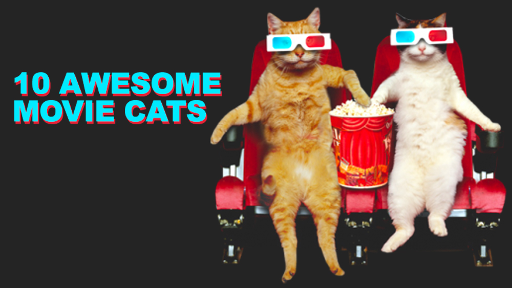 Ten awesome movie cats – B&S About Movies