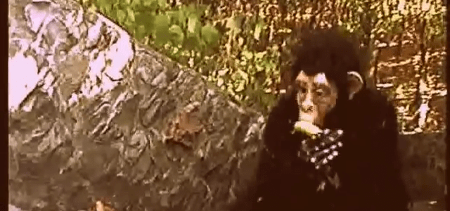 Wrath of the Skunk Ape (1997) – B&S About Movies
